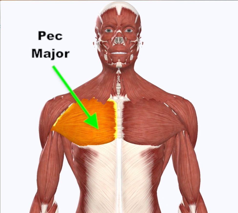 Pec Major – Squat University