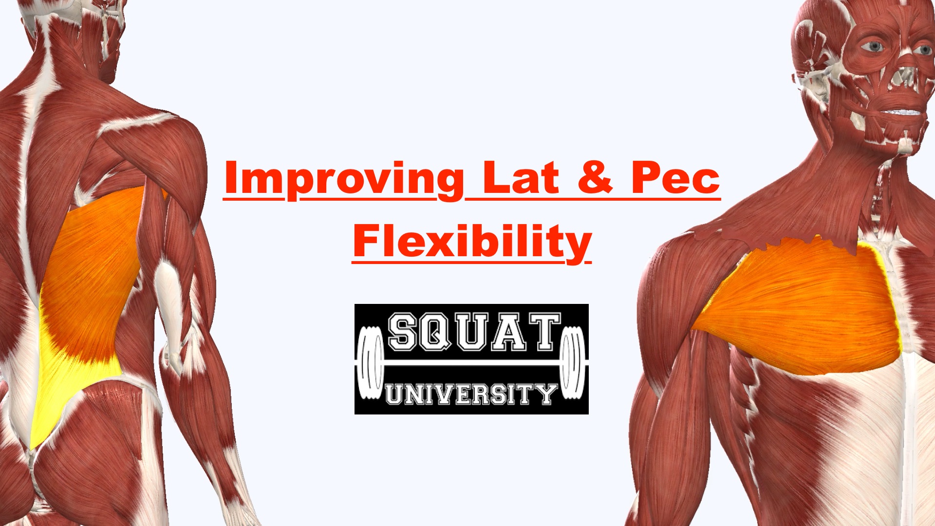 Lat flexibility – Squat University