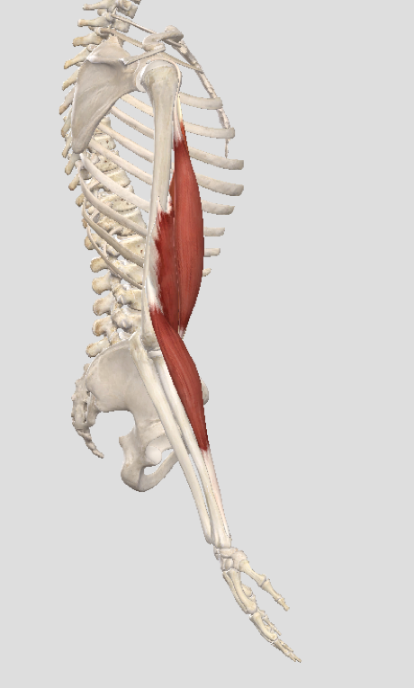 The Lifter’s Guide To Elbow Pain – Squat University