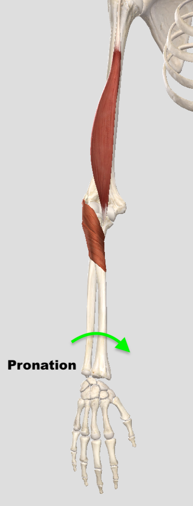 Pronate – Squat University