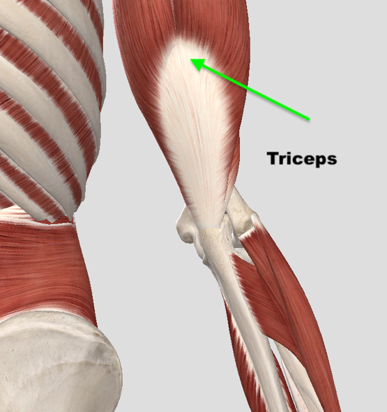 Triceps – Squat University